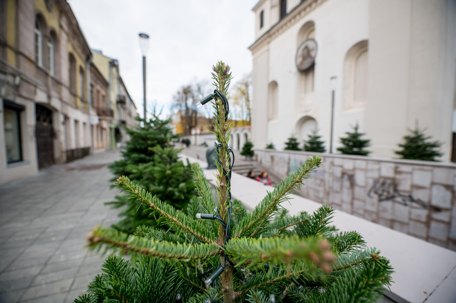 Kauno miesto savivaldybė Lengvos Kalėdos Kaune: žaliaskarę puoš angelo ...